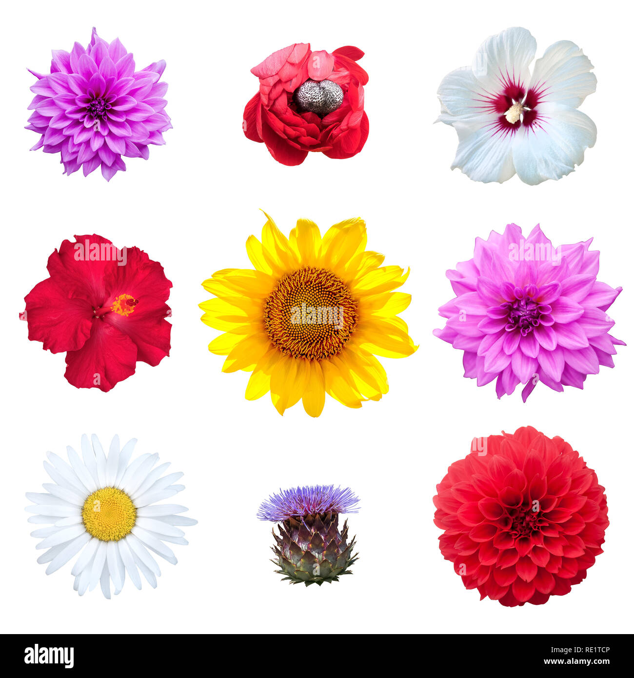 Flowers set isolated on white background Stock Photo - Alamy