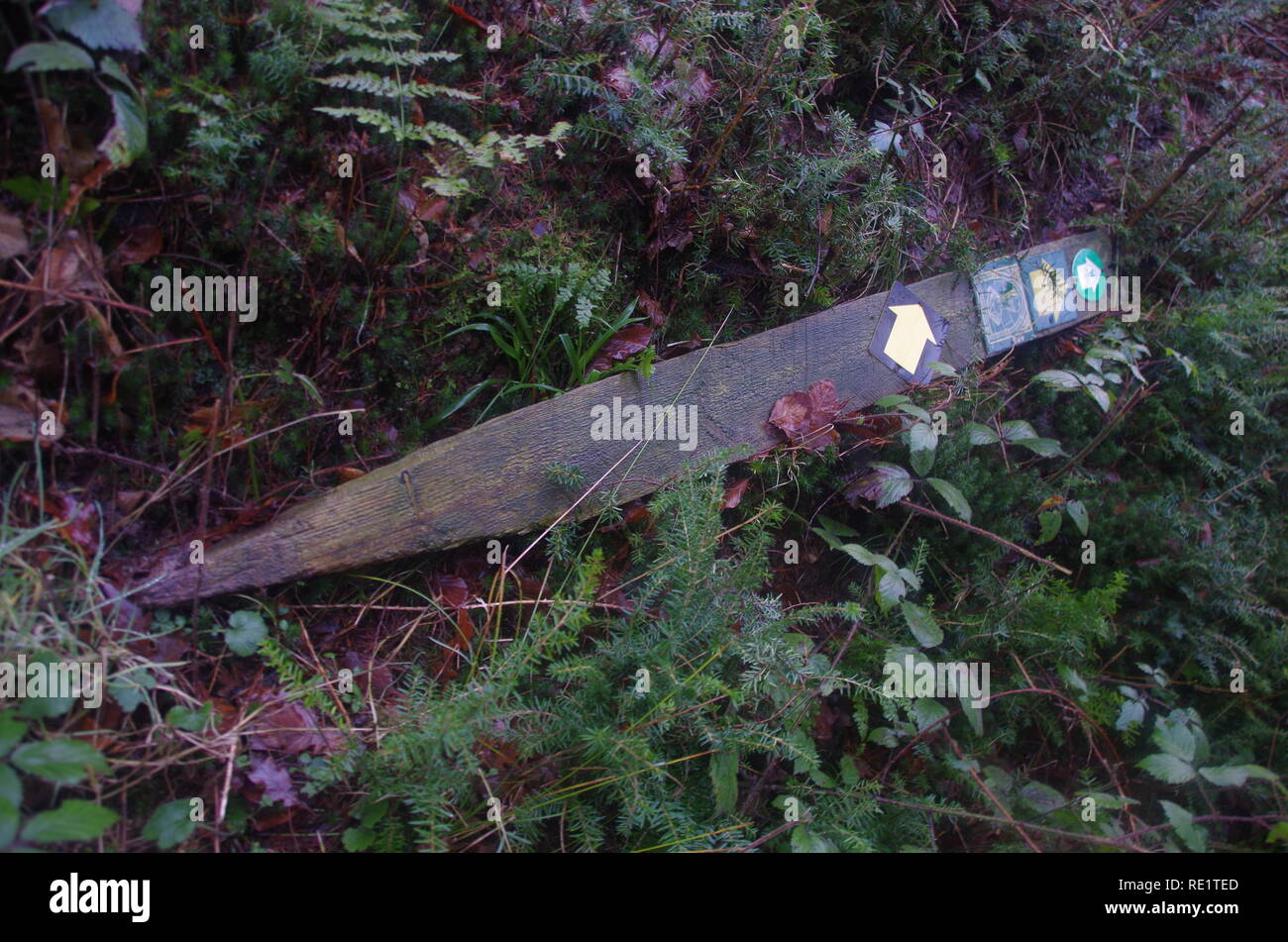 The Macmillan Way. Long-distance trail. Somerset. England. UK Stock ...