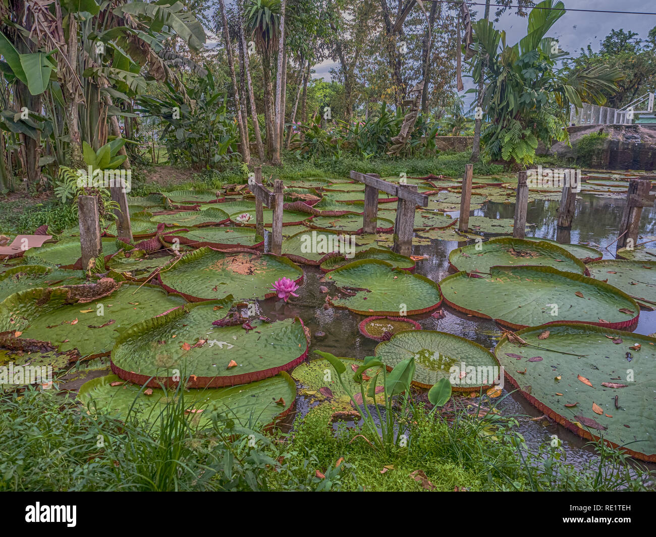 Victoria amazonica in the park of Leticia, Colombia. It is a species of ...