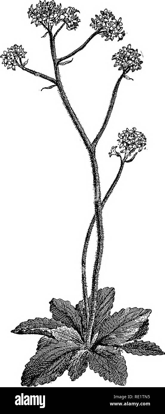 Early field research Cut Out Stock Images & Pictures - Alamy