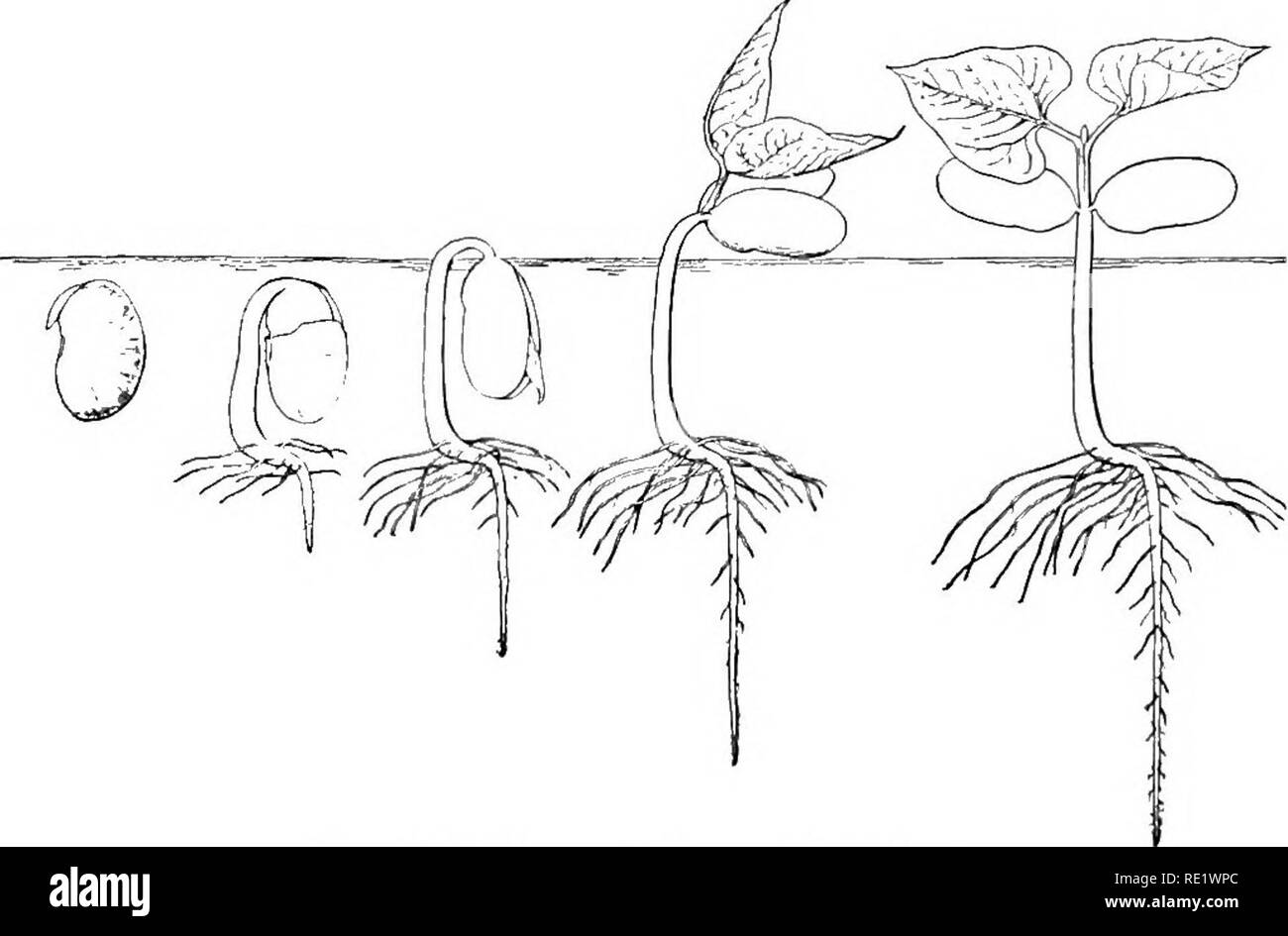 Germination Of Seeds Diagram