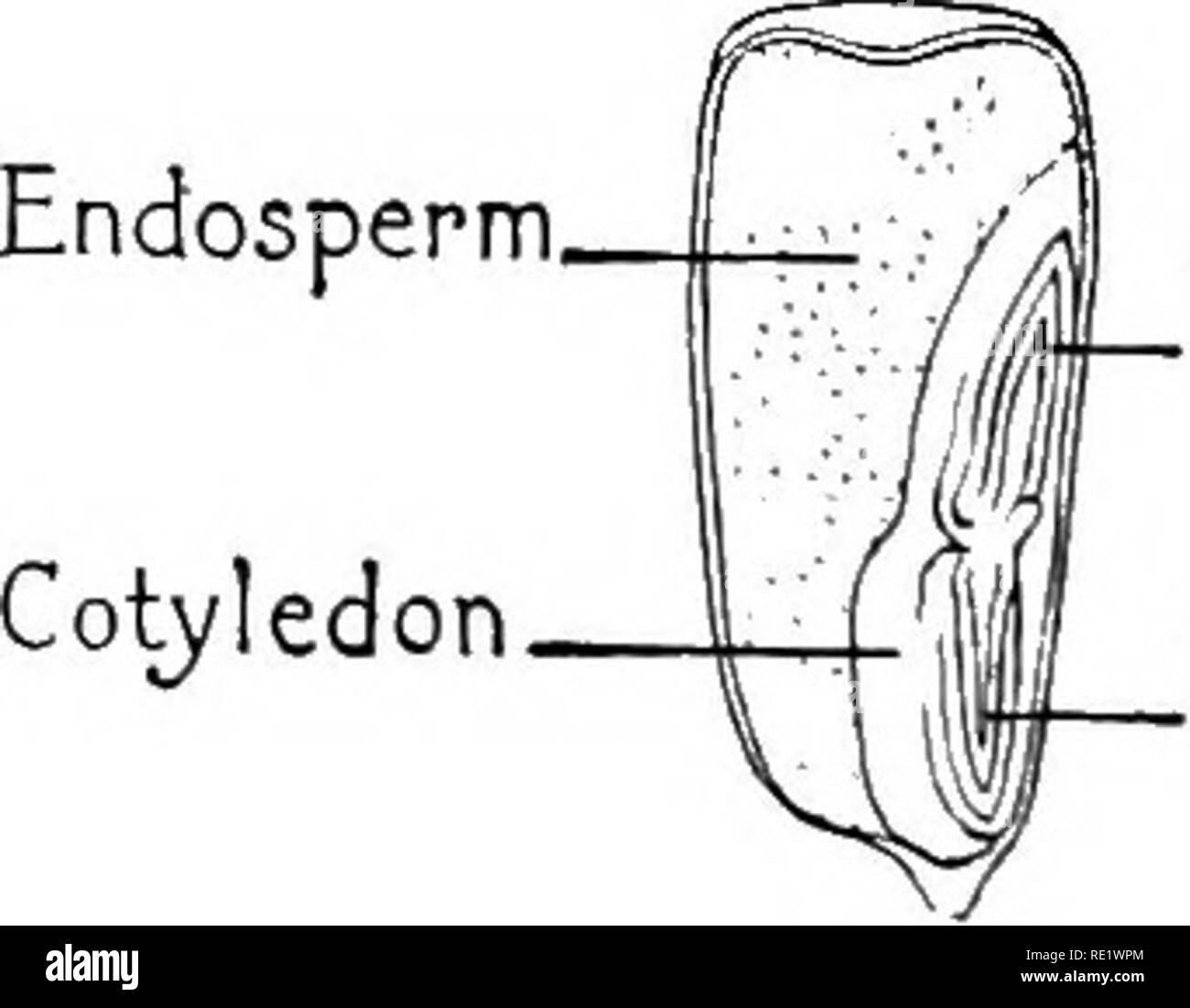 Endosperm