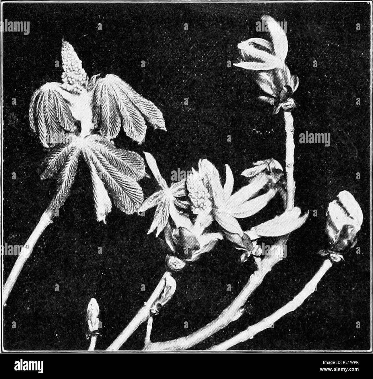 . Fundamentals of botany. Botany. I20 THE VEGETATIVE ETJNCTIONS OF ...