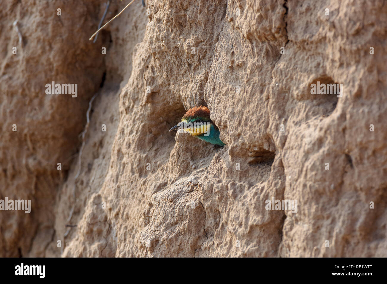 European Bee-eater (Merops apiaster). Russia, the Ryazan region ...