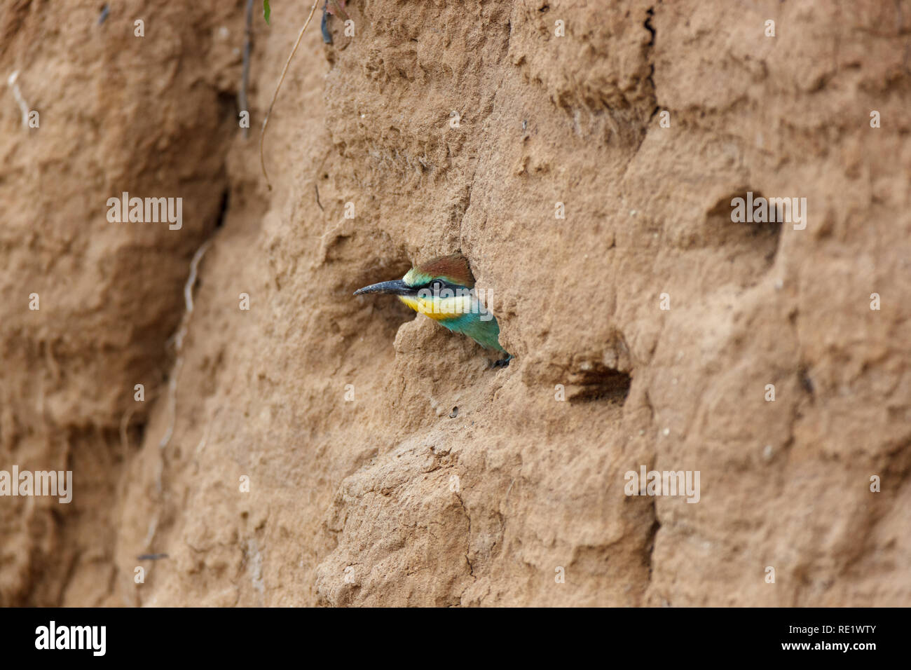European Bee-eater (Merops apiaster). Russia, the Ryazan region ...