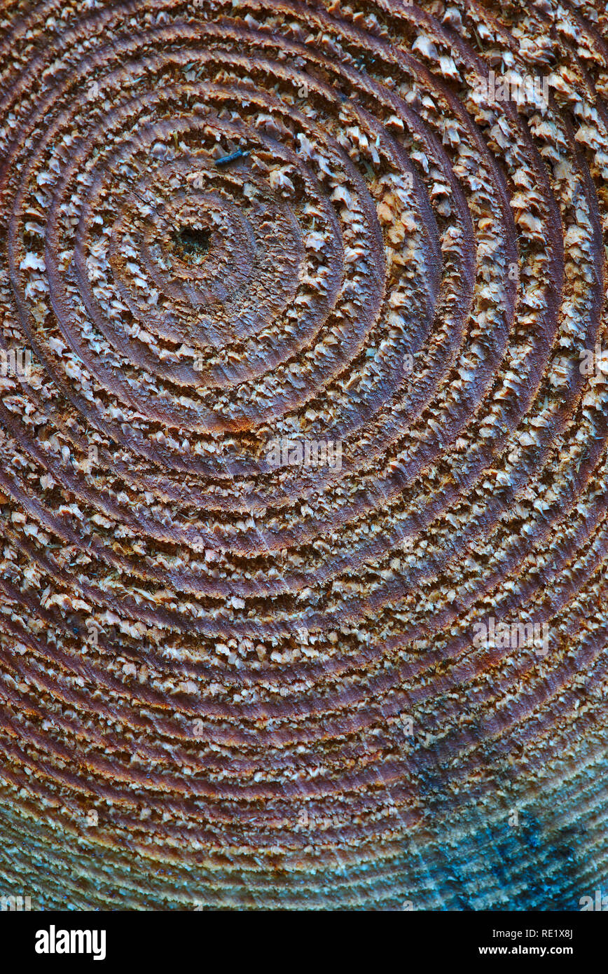 Concentric circles nature hi-res stock photography and images - Alamy