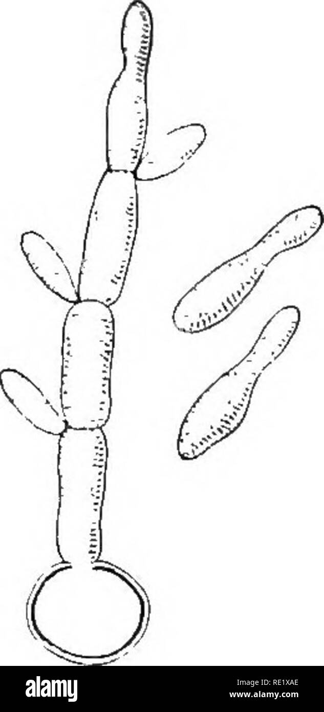 Black sticky spores Cut Out Stock Images & Pictures - Alamy