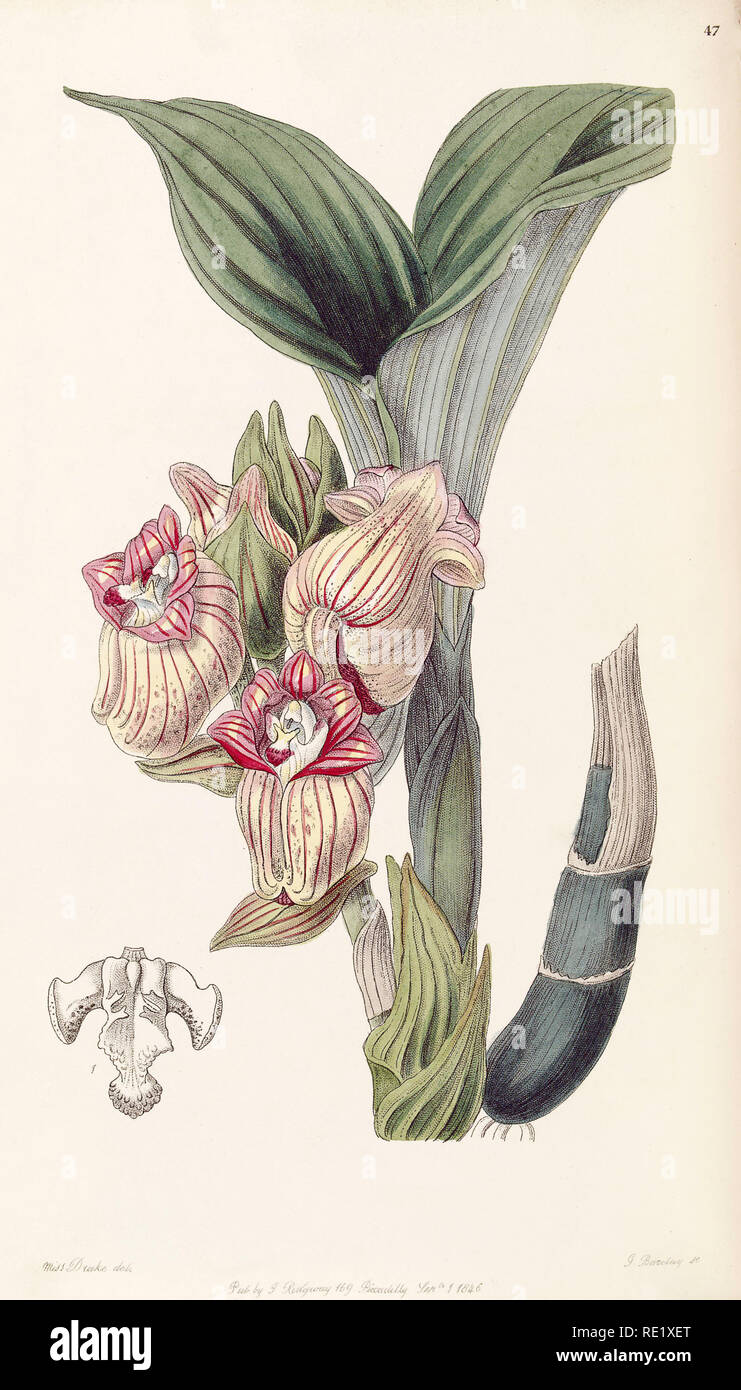 Antique Hand-Colored English Botanical Illustration, Circa 1835 Stock ...