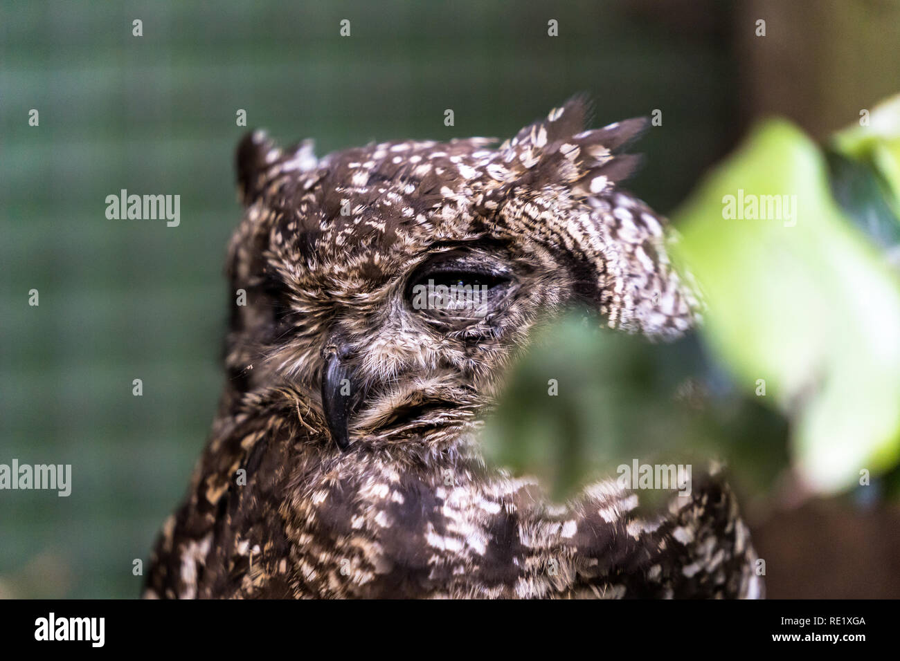 A Spotted Eagle Owl with only one eye in bird rescue station Stock ...