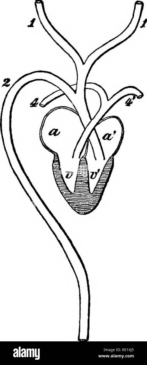 Bird Heart Diagram