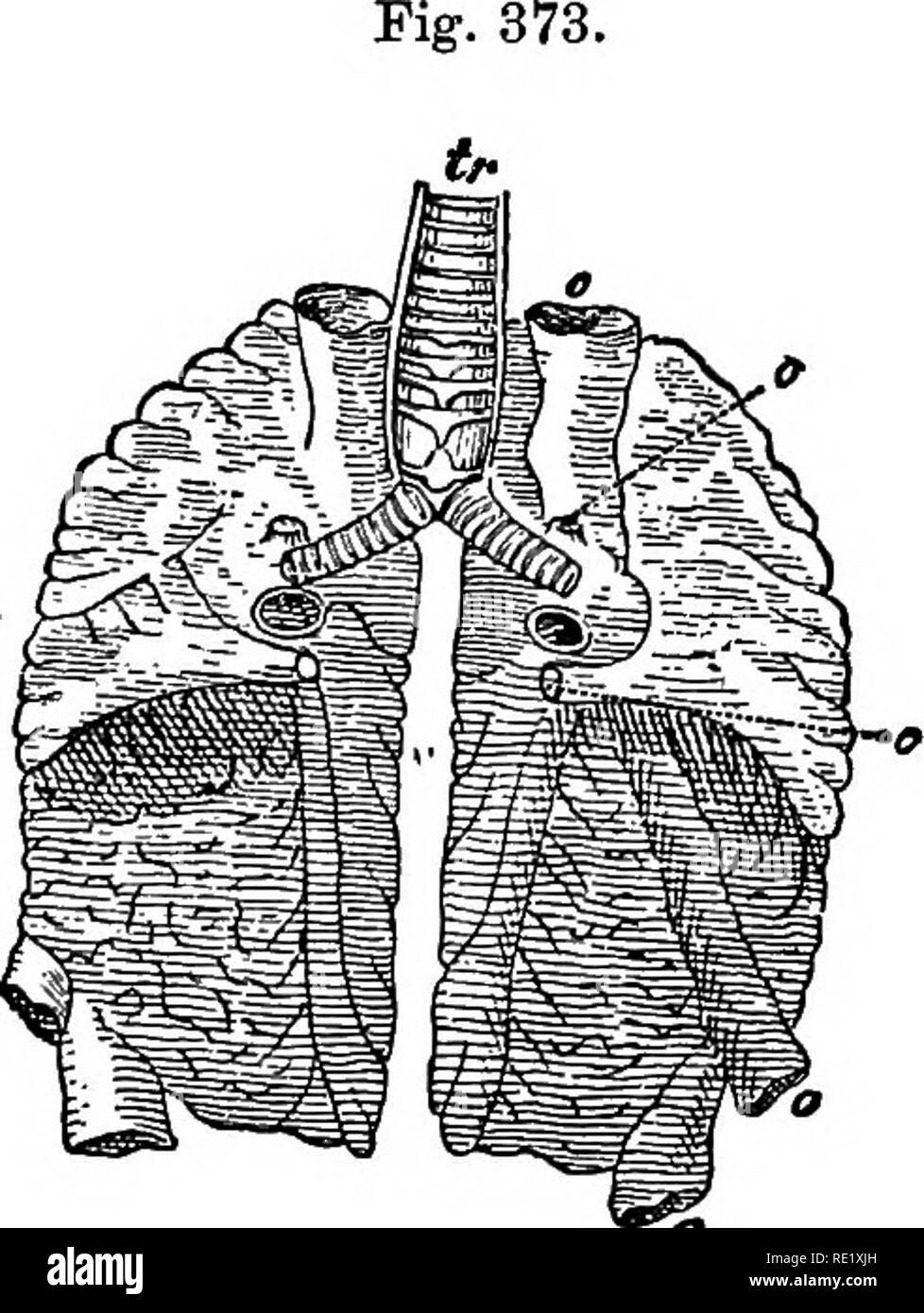 . Text book of zoology. Zoology. Pig. 372. Lungs of an eleven days ...