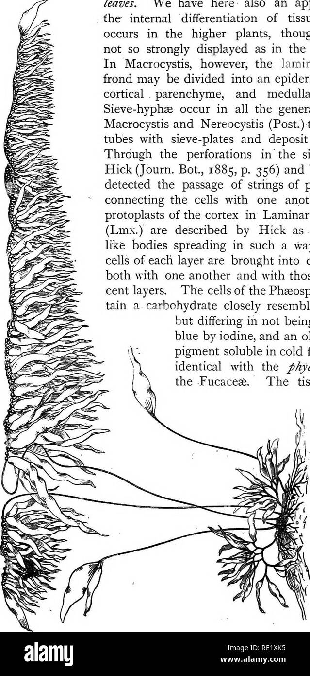 Macrocystis Labeled