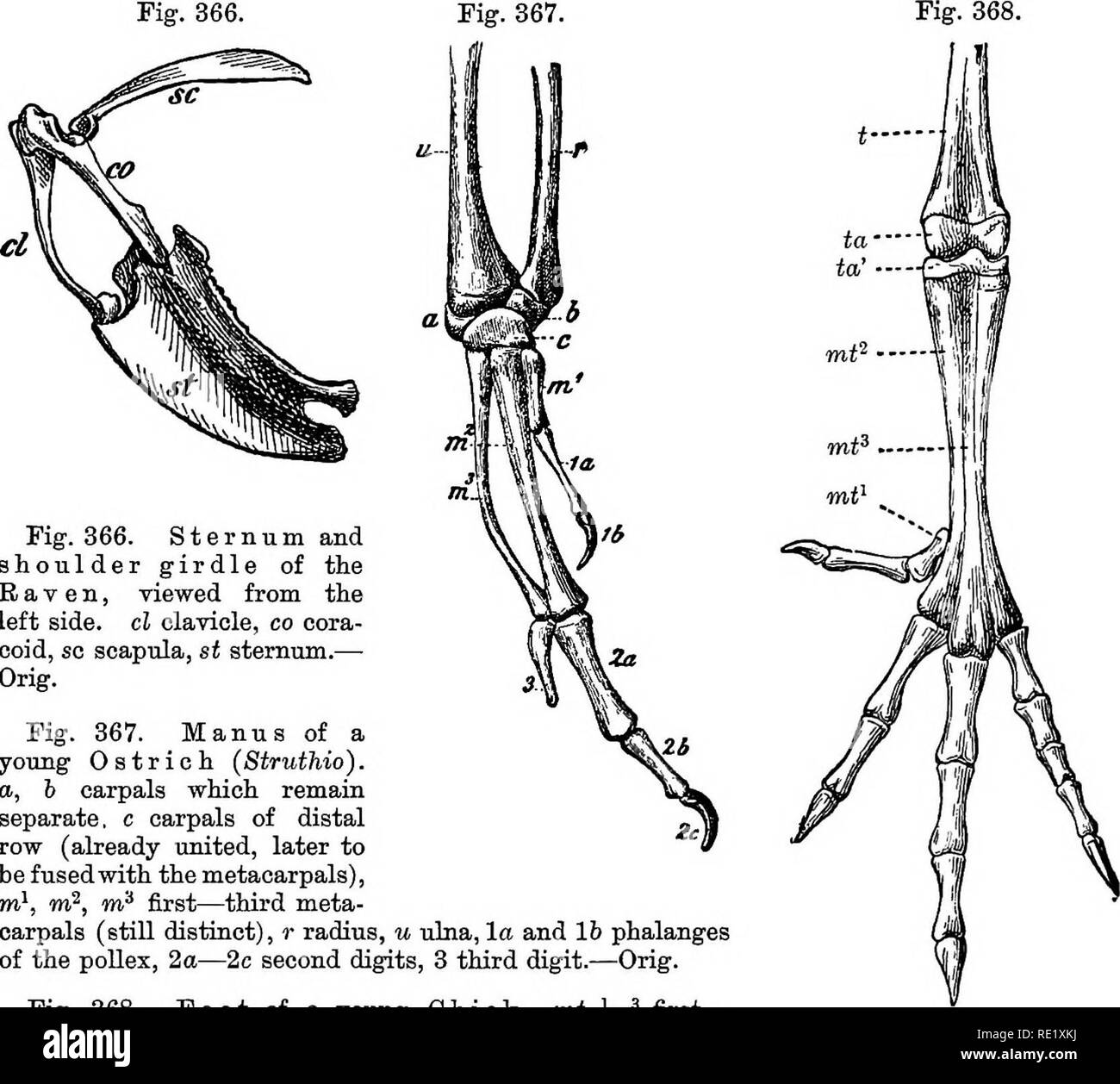 Two clavicles hi-res stock photography and images - Alamy