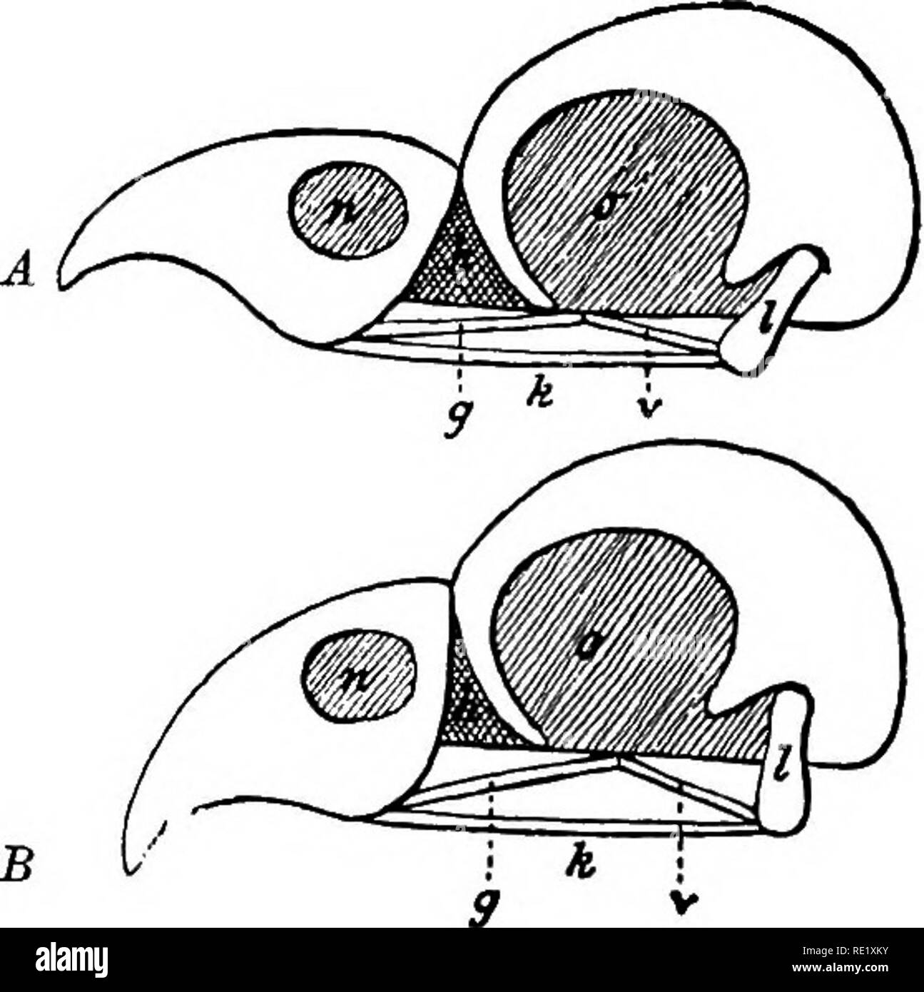 Flattened beak Cut Out Stock Images & Pictures - Alamy