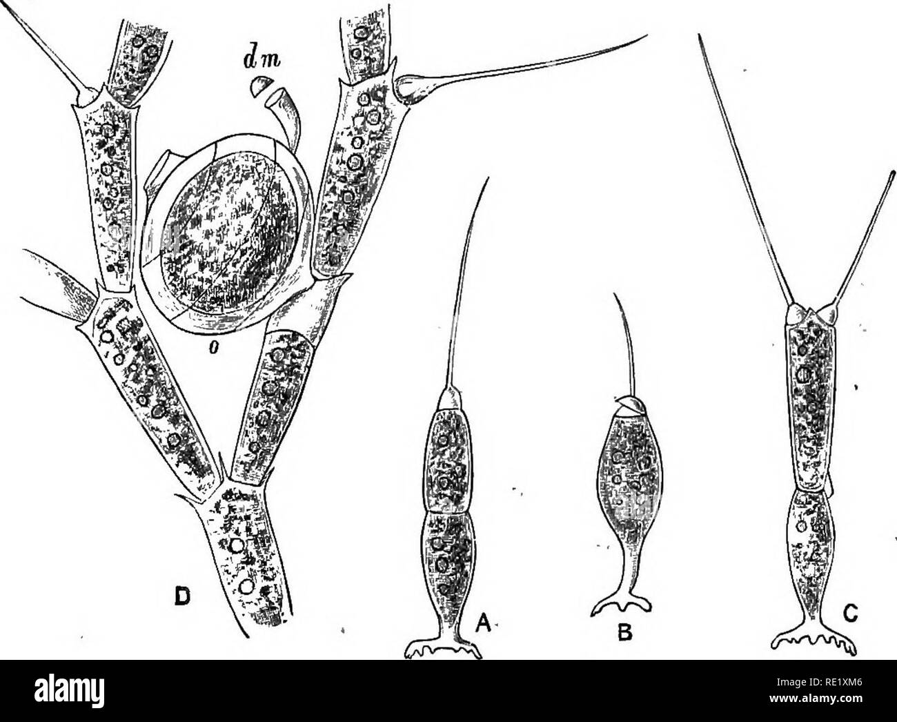 . A handbook of cryptogamic botany. Cryptogams. CONFERVOIDE^ HETEROGAMY ...