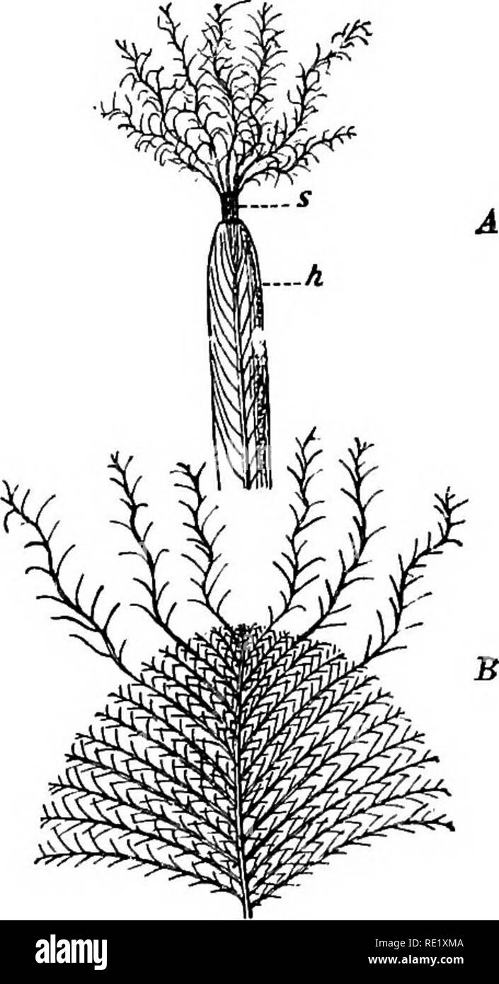 Microscopic barb Black and White Stock Photos & Images - Alamy