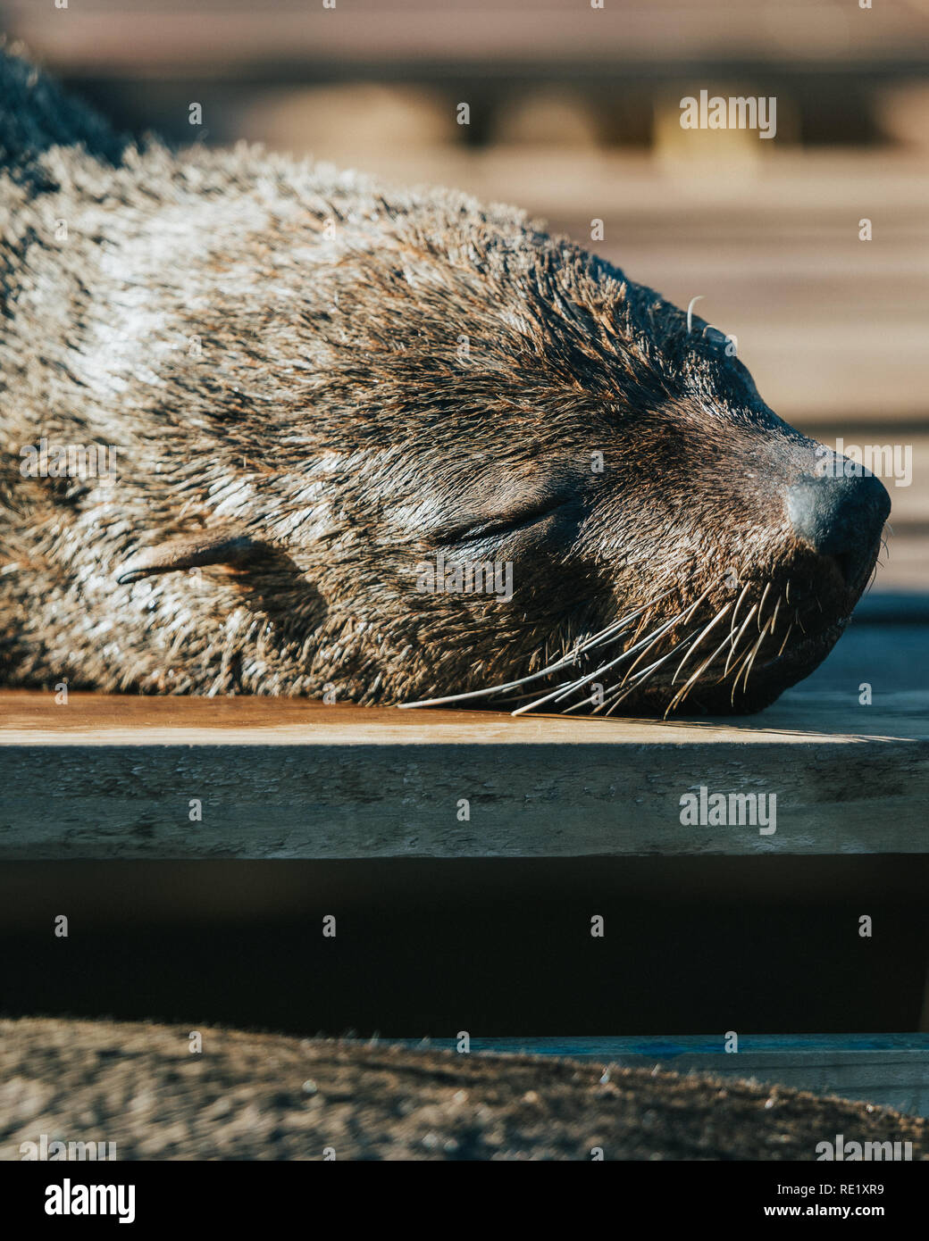 African seal relaxing in Capetown harbor on a seal platform built by ...