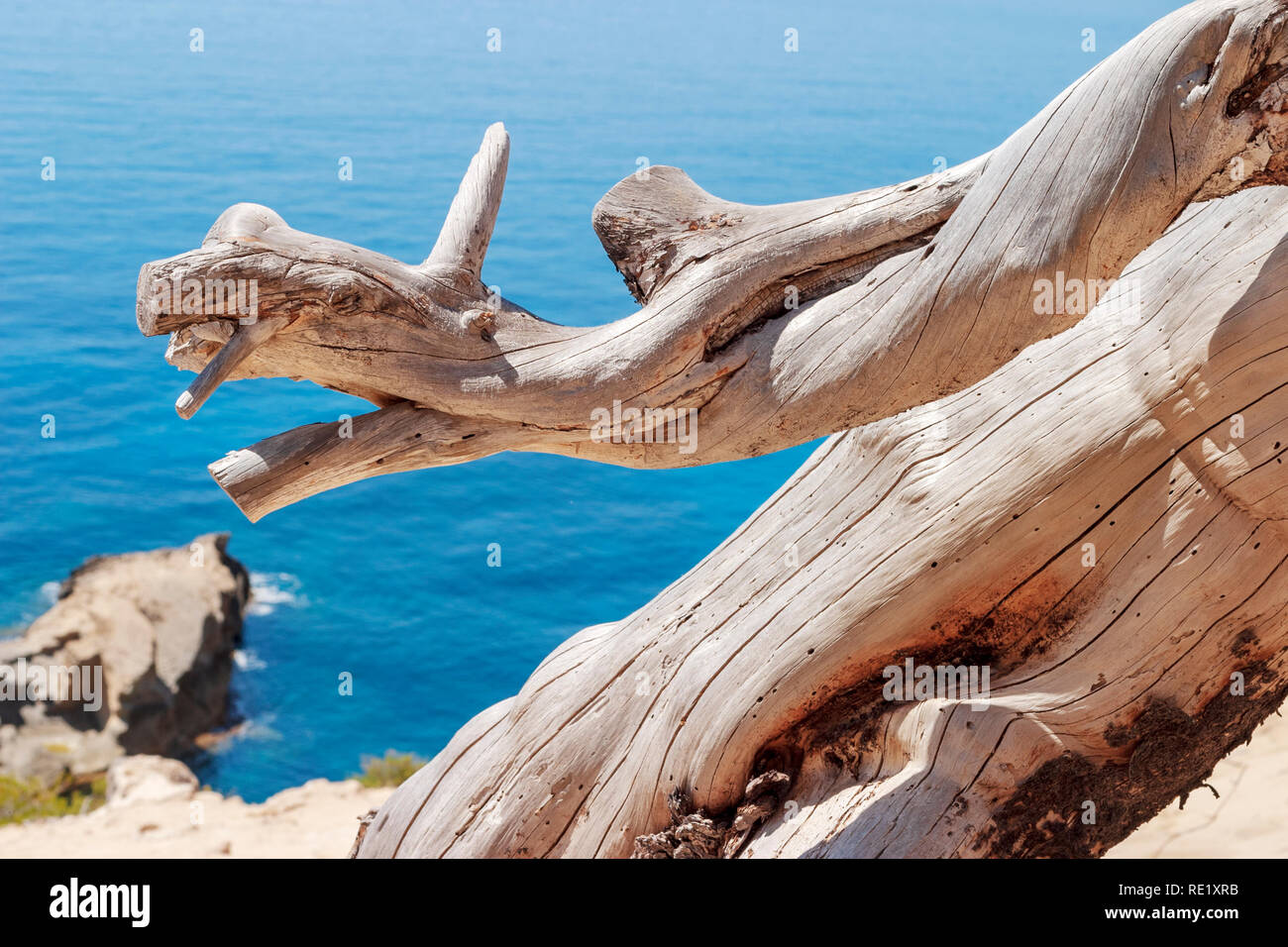 View of roots of a dry tree, driftwood, on the sea of ibiza, Atlantis ...
