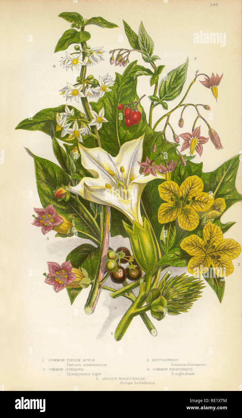Antique Hand-Colored English Victorian Botanical Illustration, Circa ...