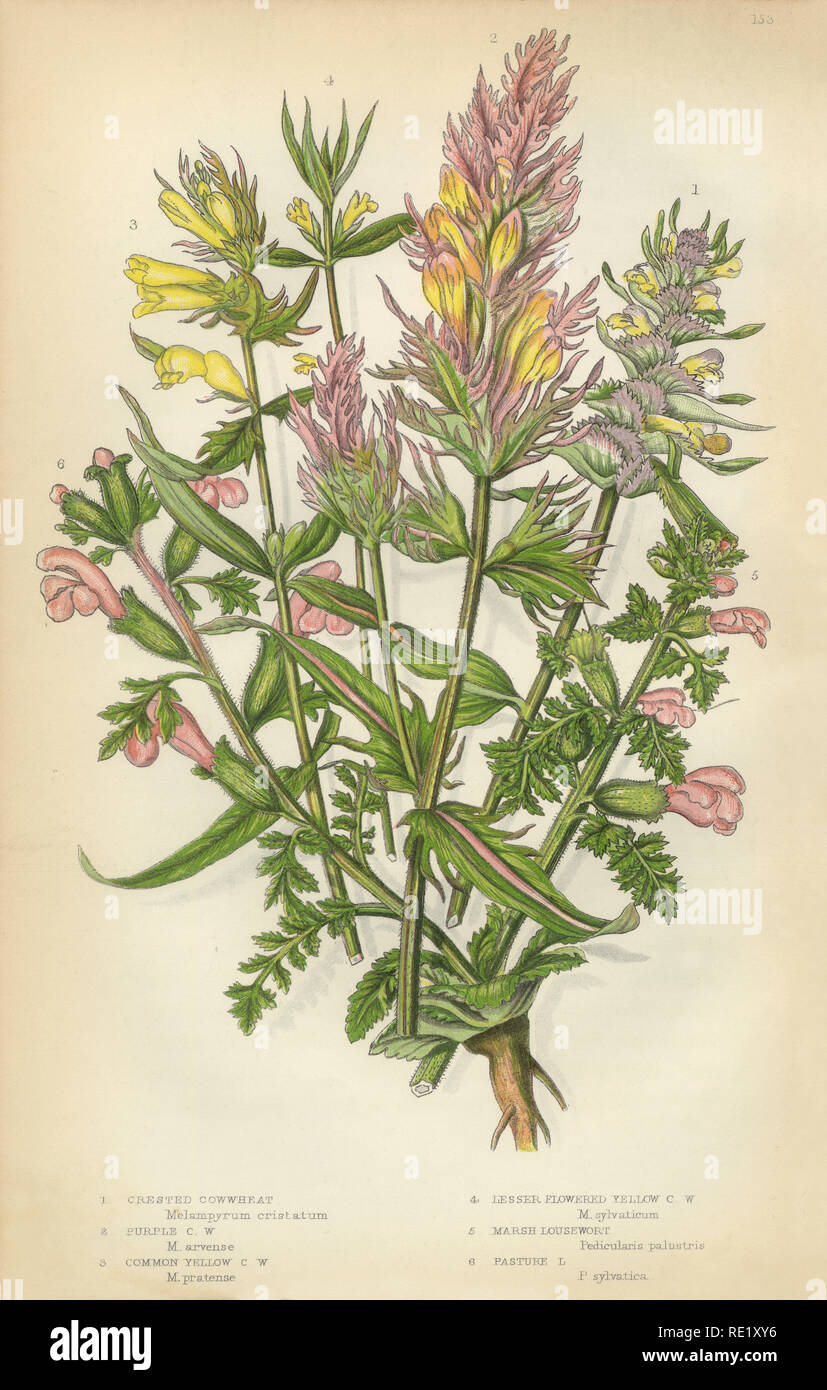 Antique Hand-Colored English Victorian Botanical Illustration, Circa ...