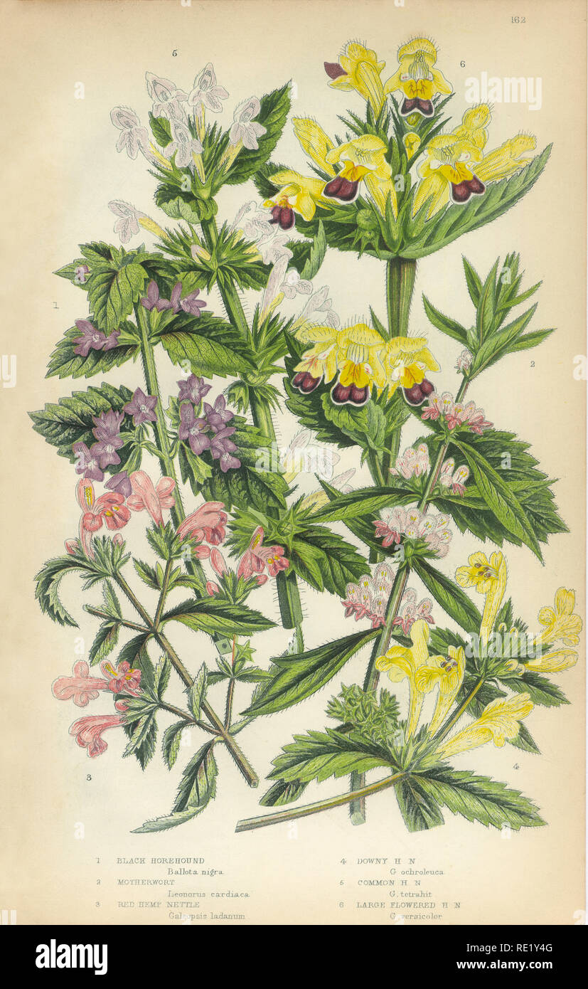 Antique Hand-Colored English Victorian Botanical Illustration, Circa ...