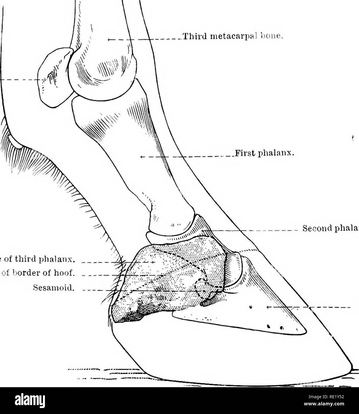 Distal Phalanx Horse