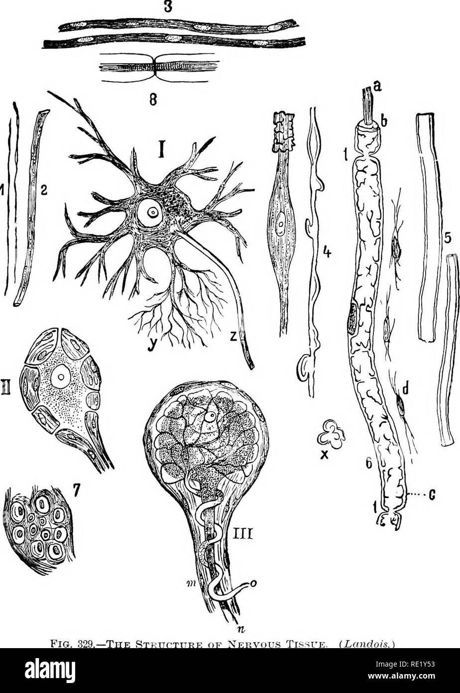 Endoneurium On Neuron Model