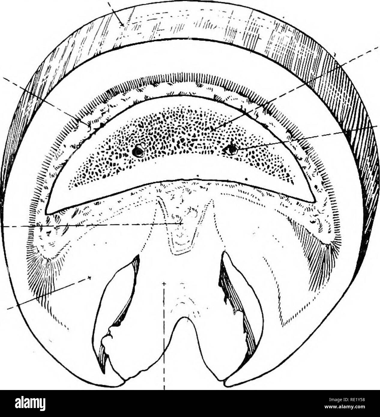 Ungual Black and White Stock Photos & Images - Alamy