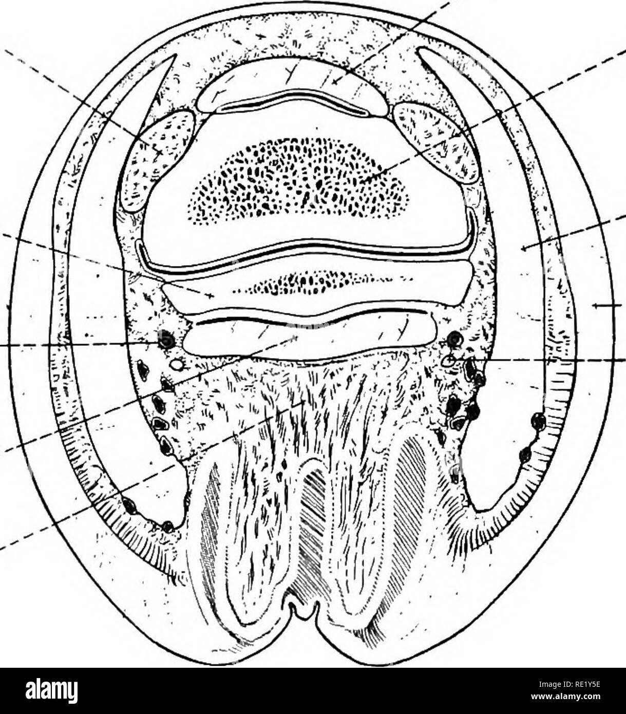 M extensor digitorum communis hi-res stock photography and images - Alamy