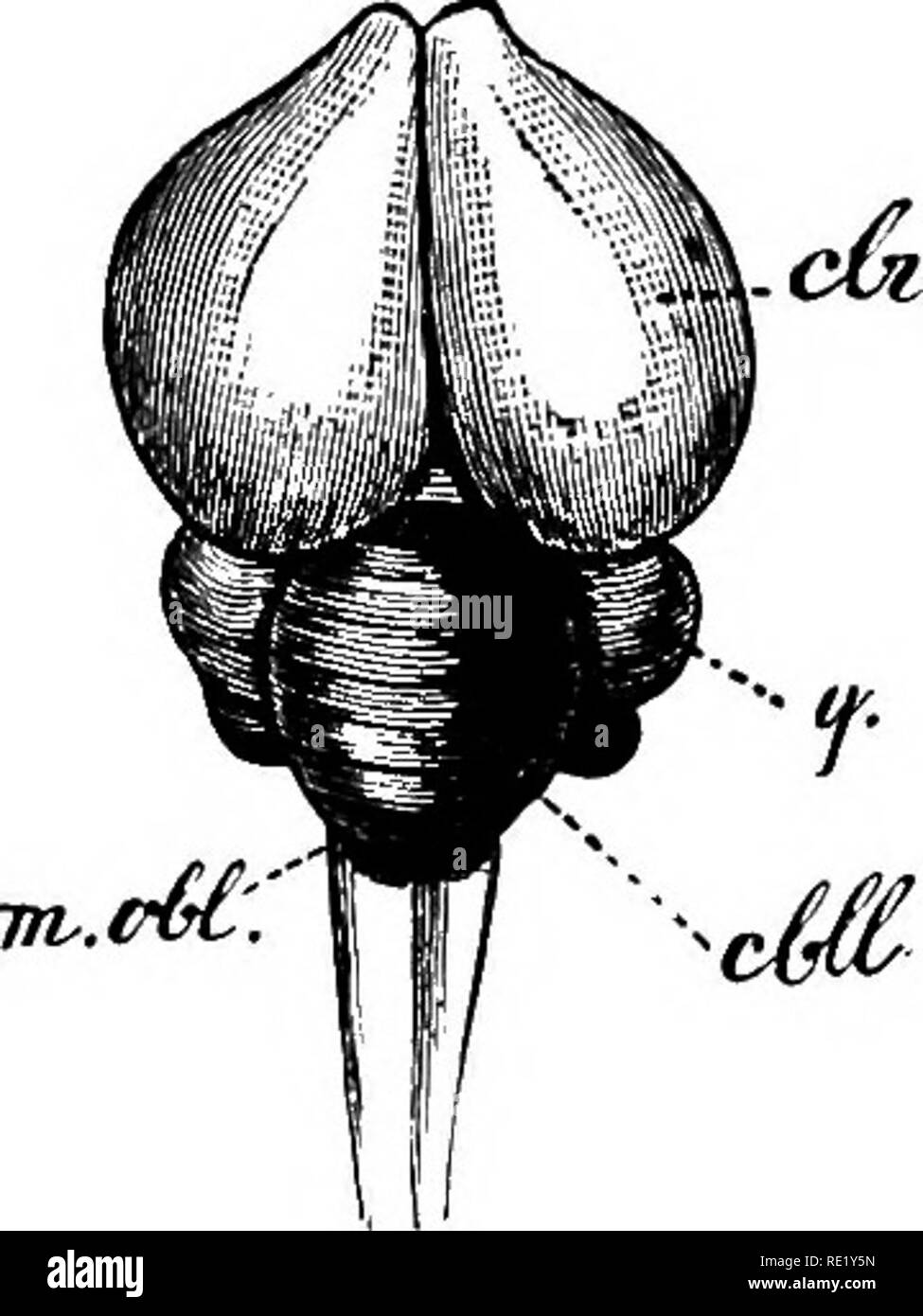 Brain variations hi-res stock photography and images - Alamy