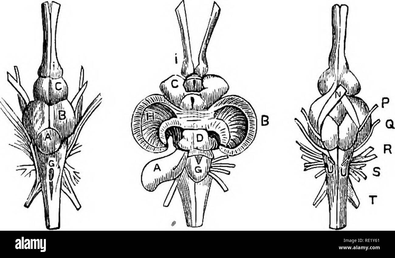 Cephalic position hi-res stock photography and images - Alamy