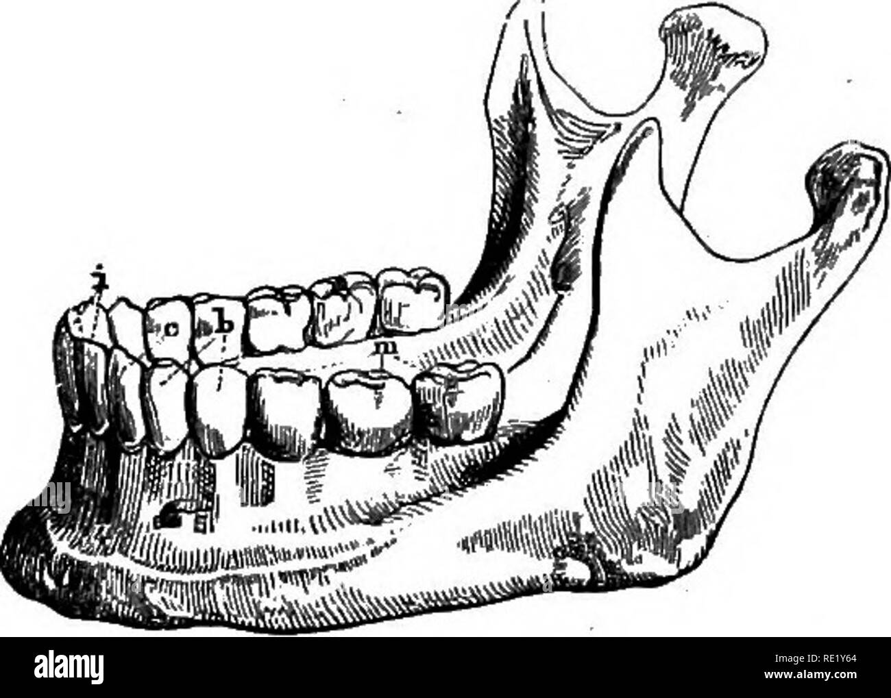 . A text-book of animal physiology, with introductory chapters on ...