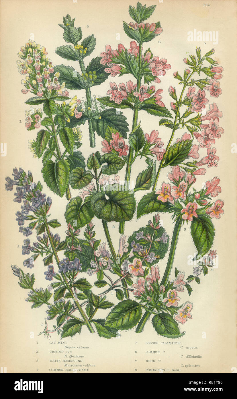 Antique Hand-Colored English Victorian Botanical Illustration, Circa ...