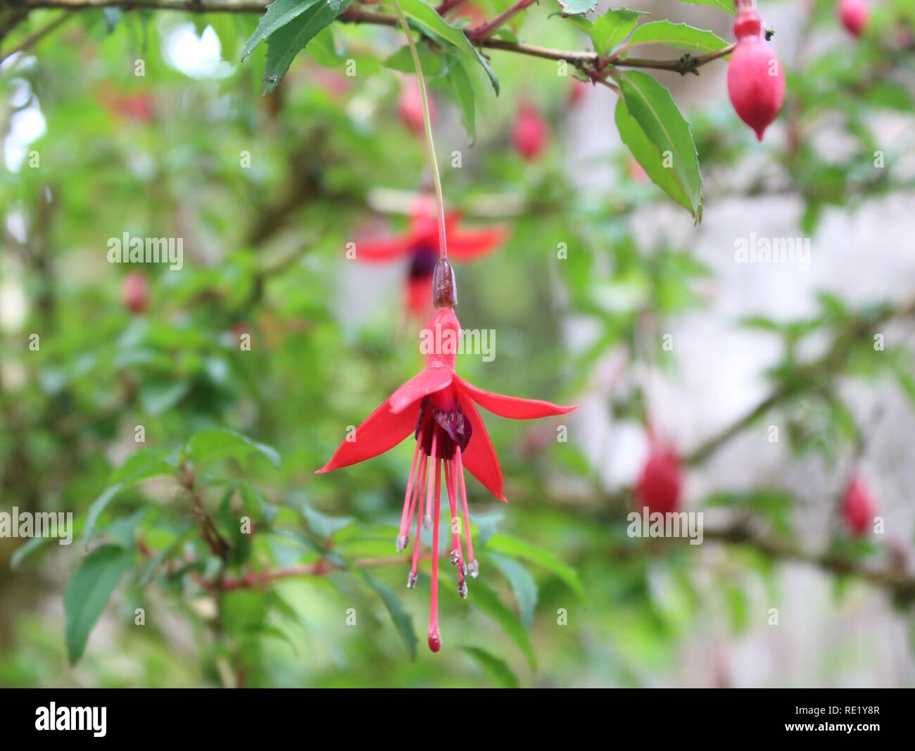 Sepal hi-res stock photography and images - Alamy