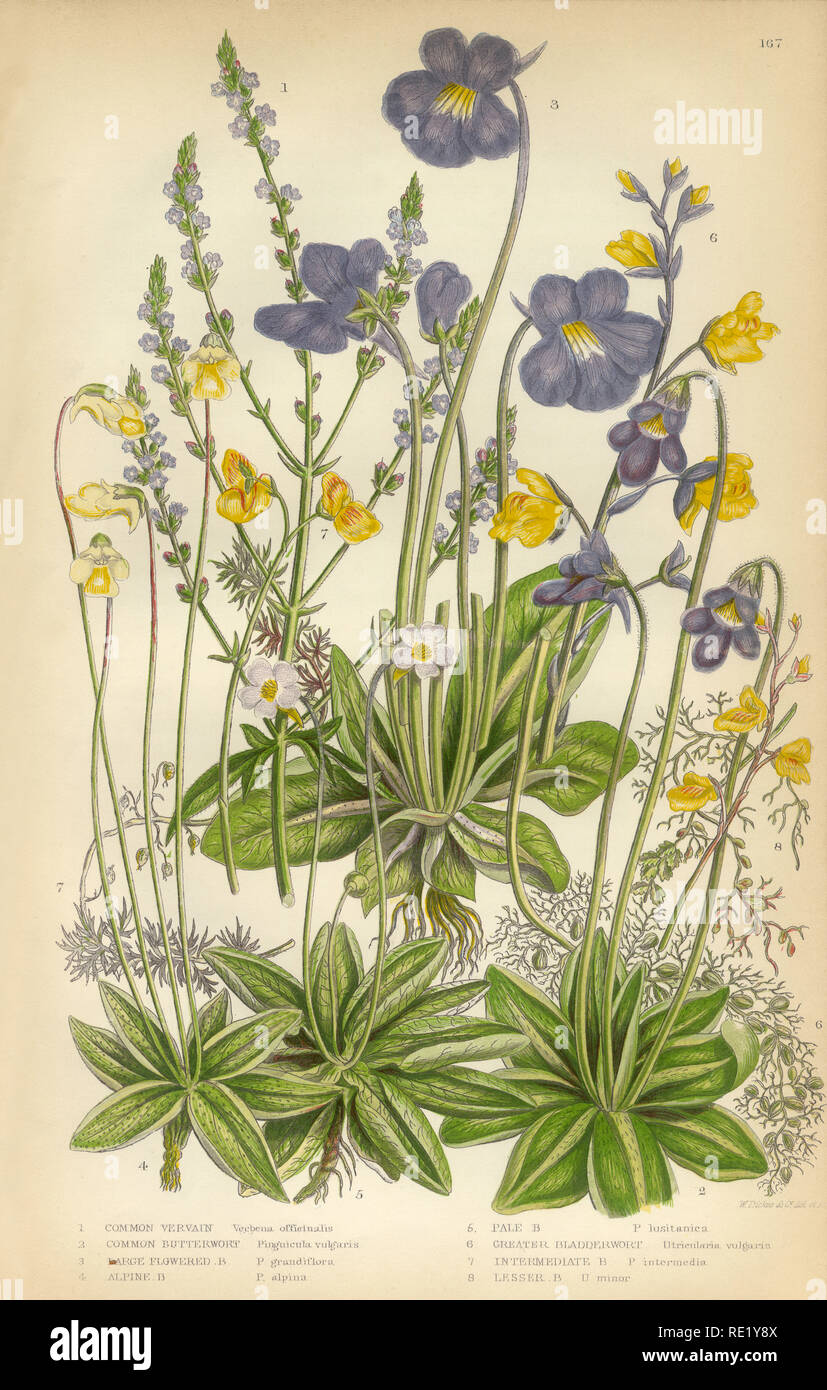 Antique Hand-Colored English Victorian Botanical Illustration, Circa ...