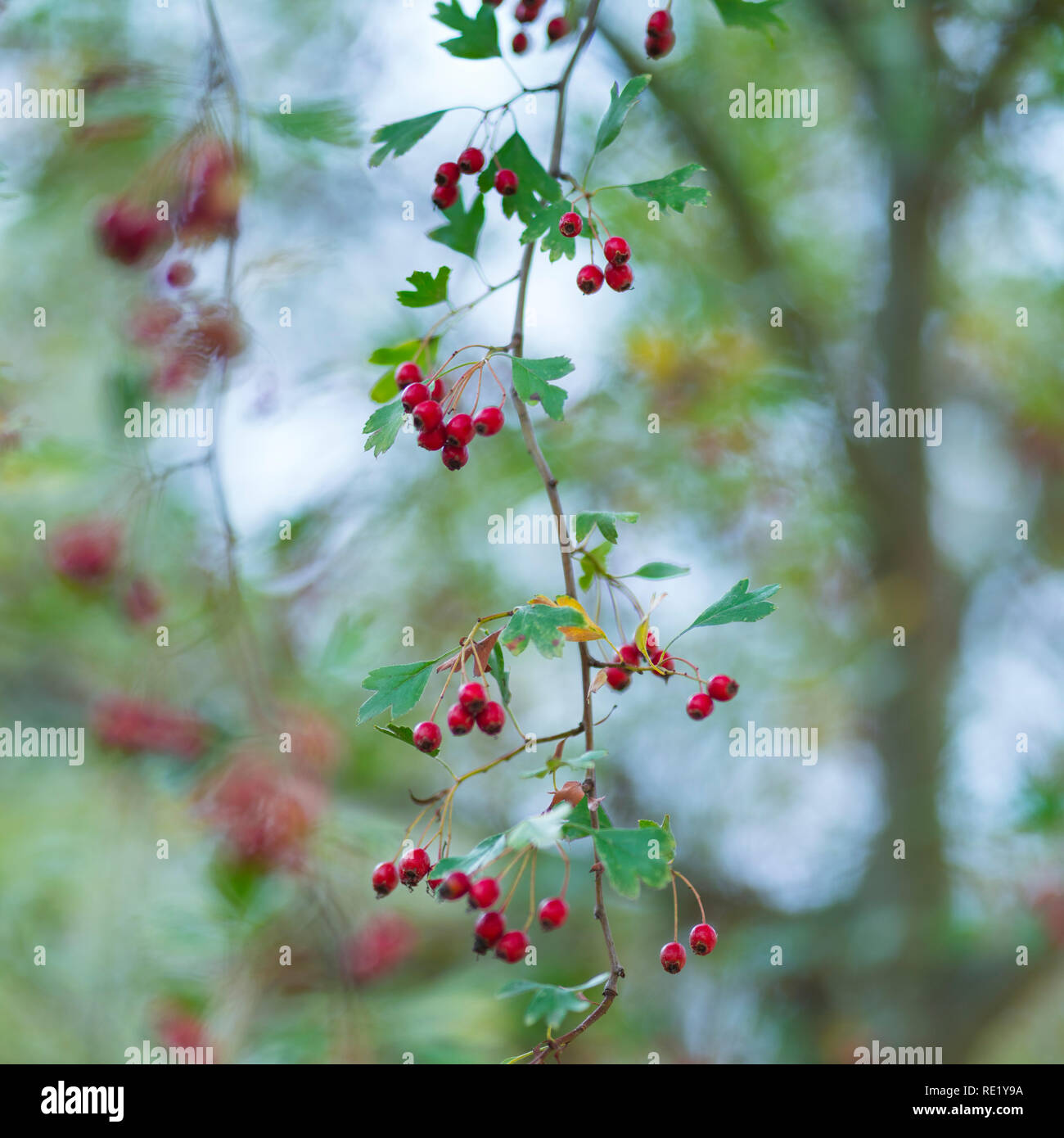 El majuelo park hi-res stock photography and images - Alamy