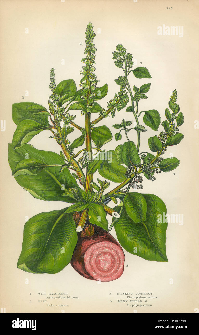 Antique Hand-Colored English Victorian Botanical Illustration, Circa ...