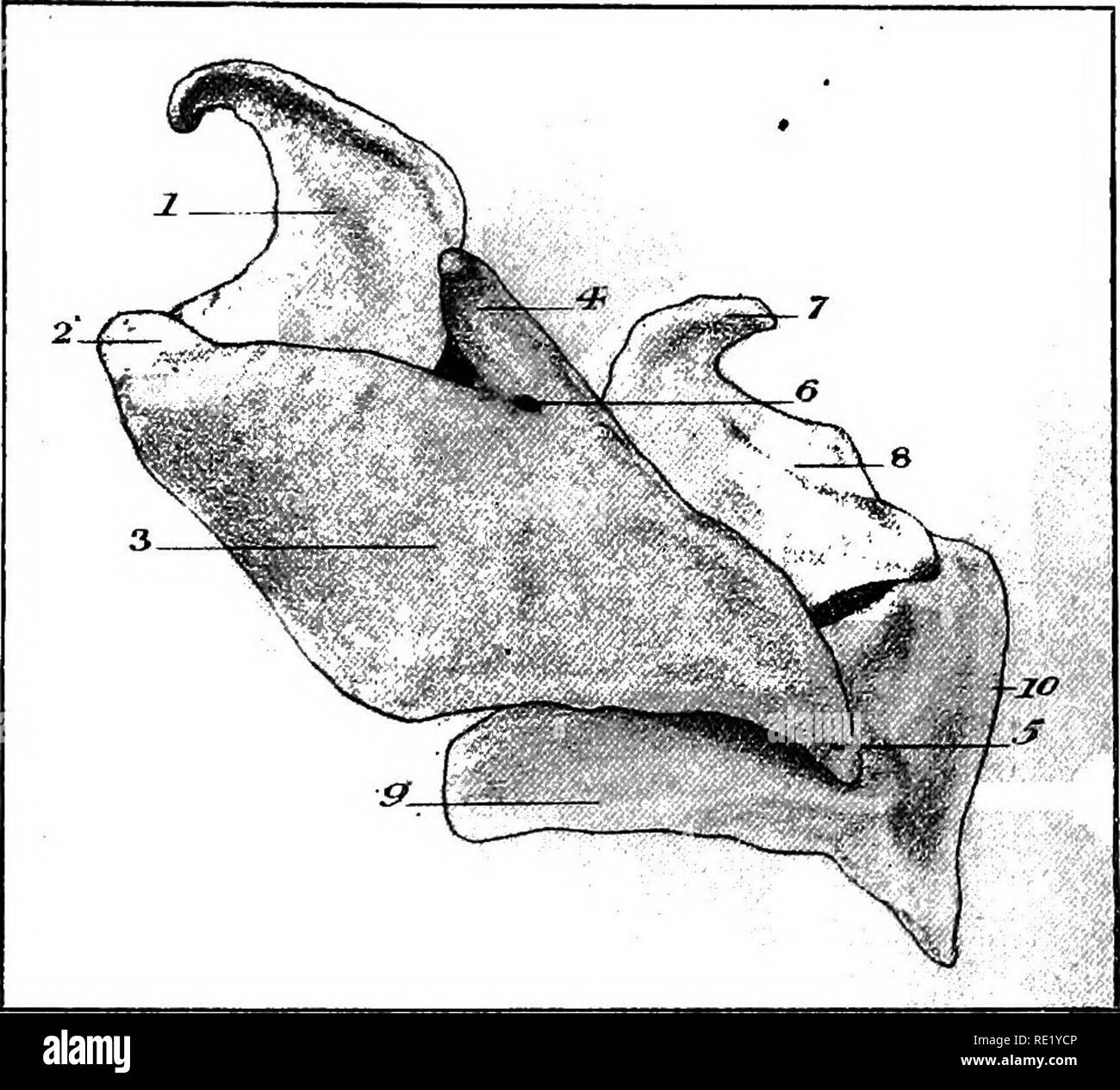Arytenoid muscle Black and White Stock Photos & Images - Alamy