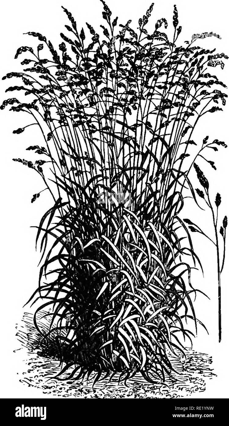 Rank grass Black and White Stock Photos & Images - Alamy