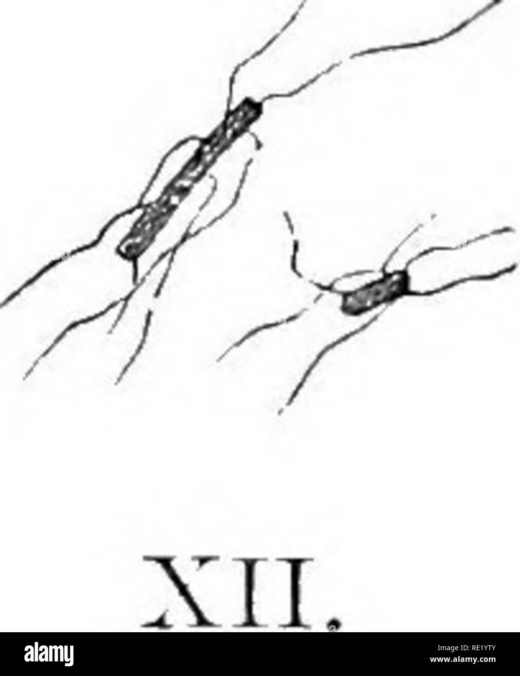 . Atlas and principles of bacteriology and text-book of special ...