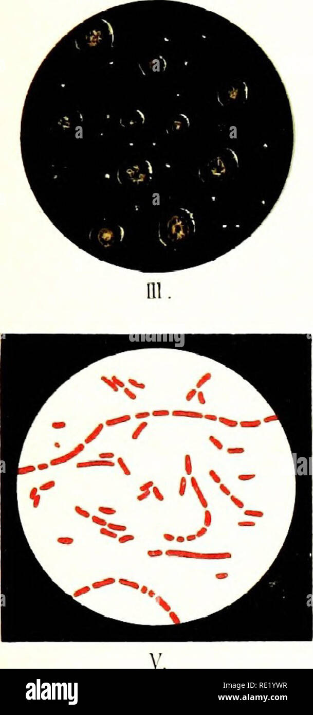 . Atlas and principles of bacteriology and text-book of special ...