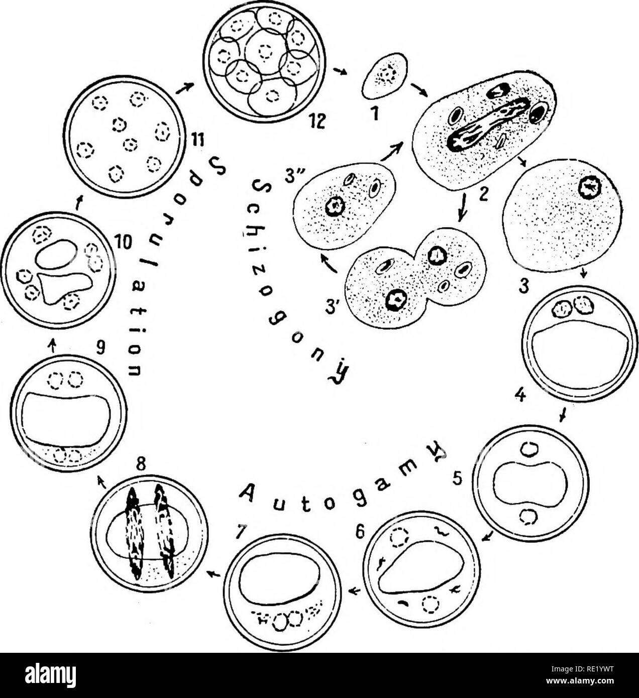 Entamoeba Coli Diagram