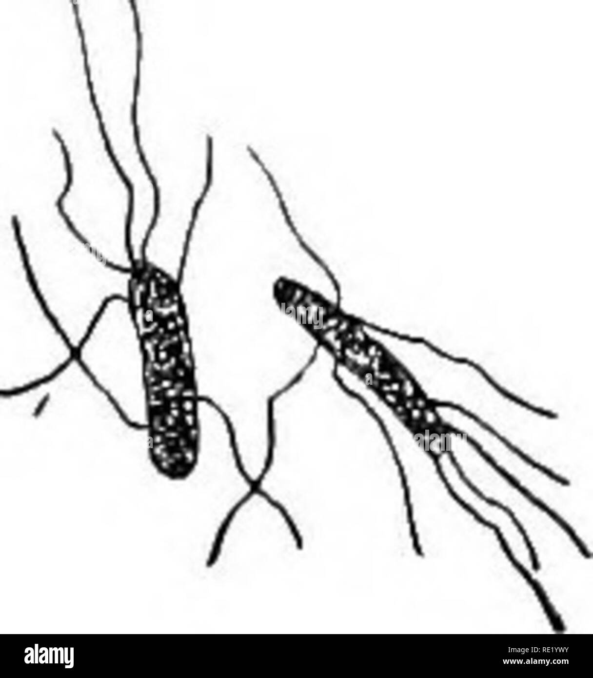 . Atlas and principles of bacteriology and text-book of special ...