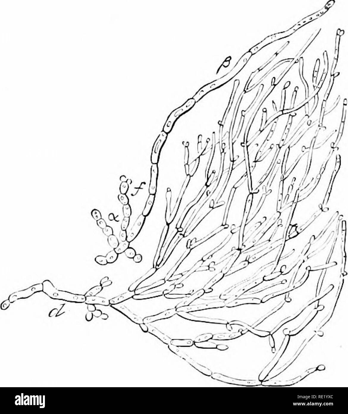 Nourishing action Black and White Stock Photos & Images - Alamy