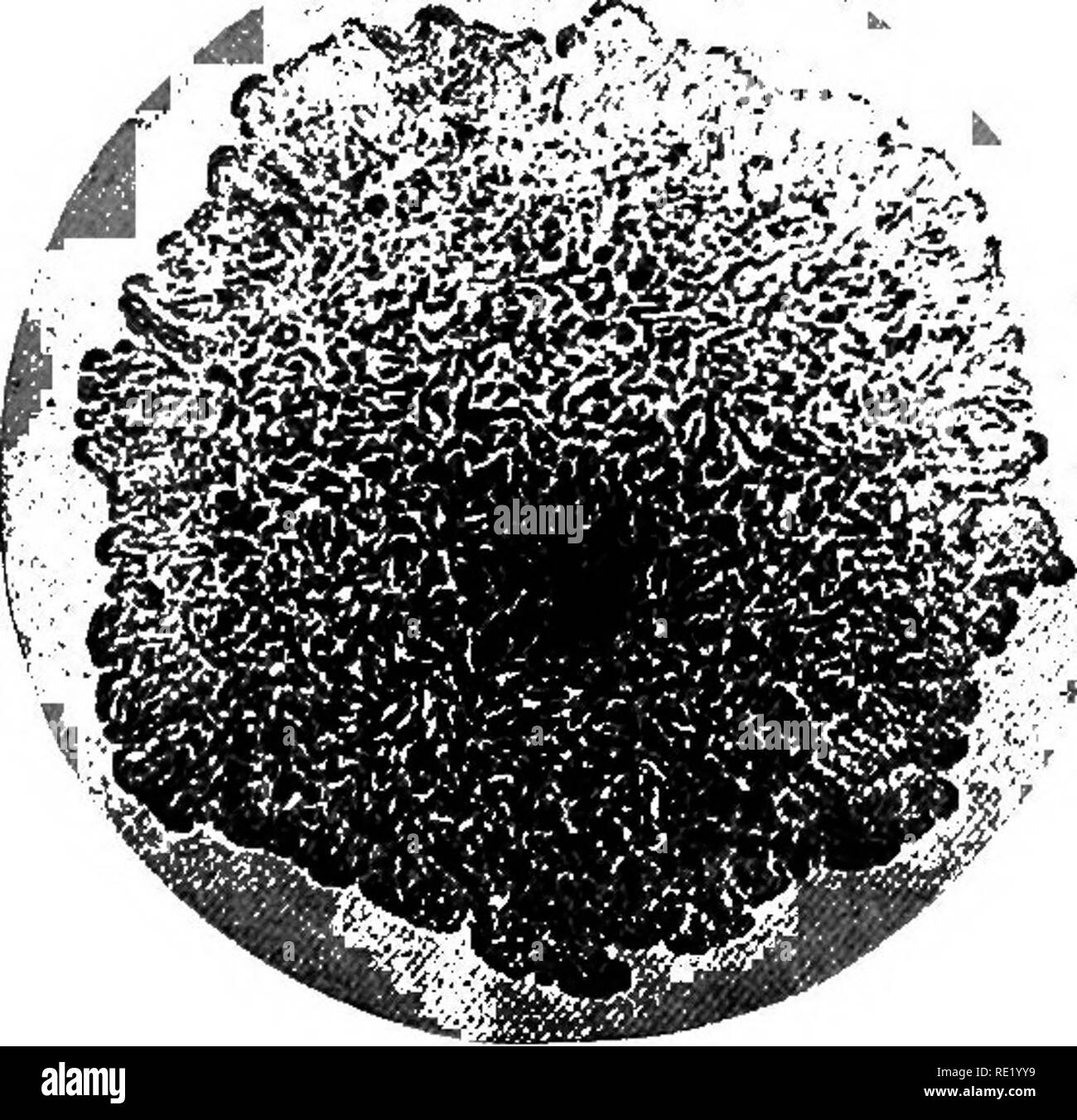 Blue granules Black and White Stock Photos & Images - Alamy