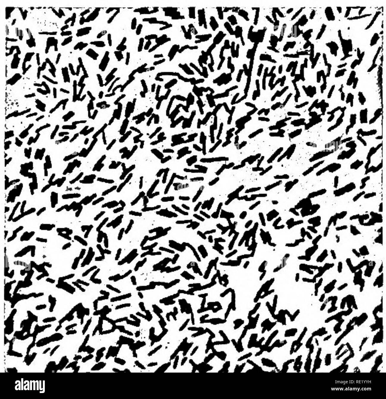 Bacillus typhosus hi-res stock photography and images - Alamy