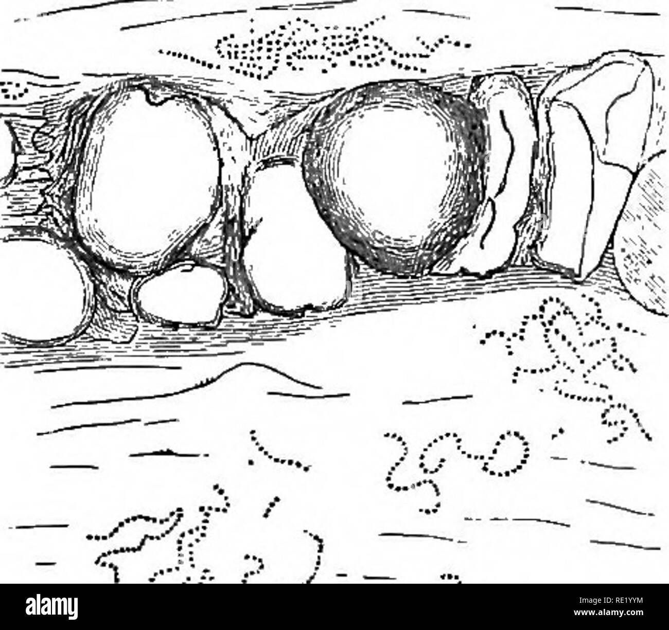 . A text-book of bacteriology, including the etiology and prevention of ...