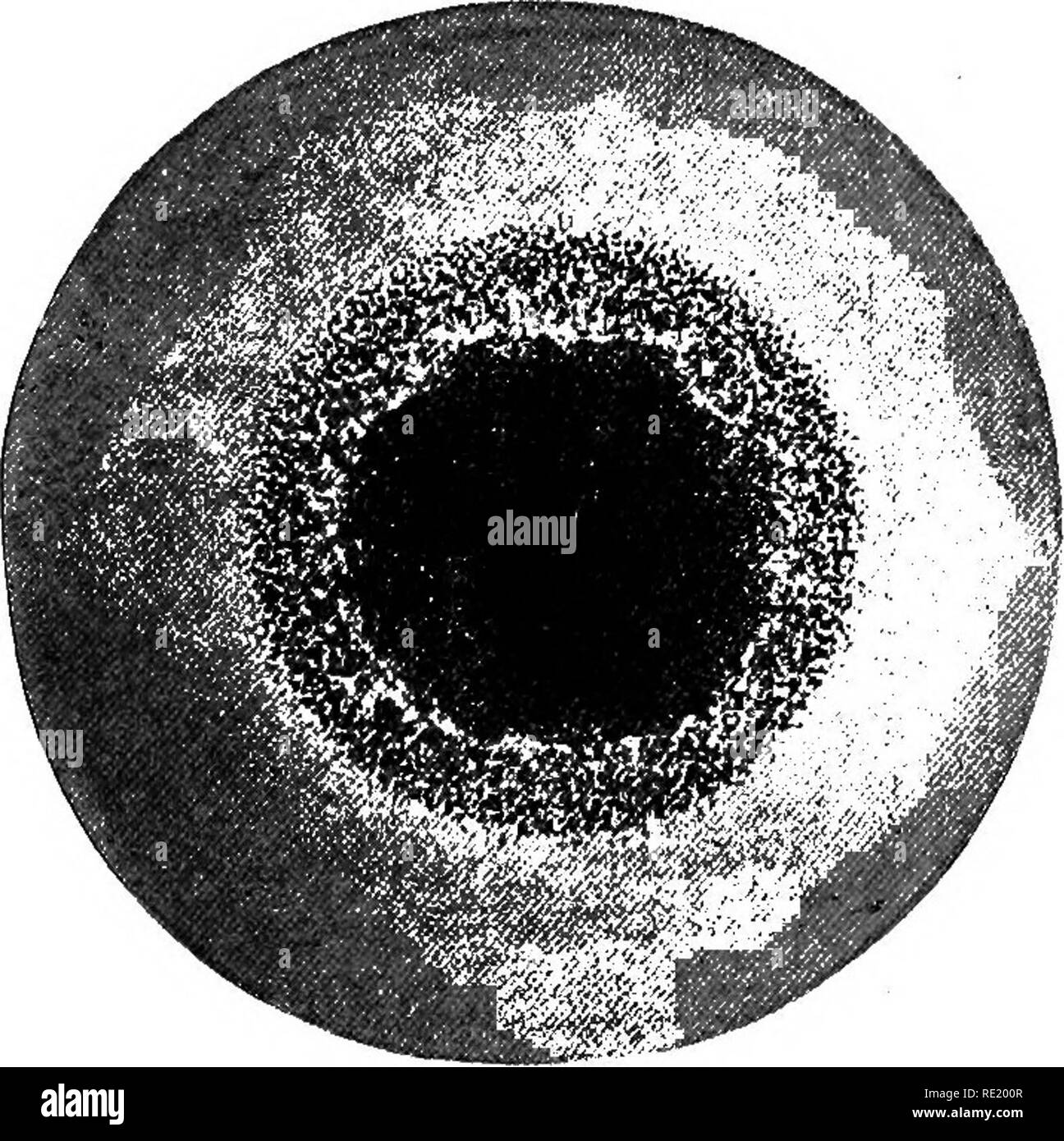 . A text-book upon the pathogenic Bacteria and Protozoa for students of ...