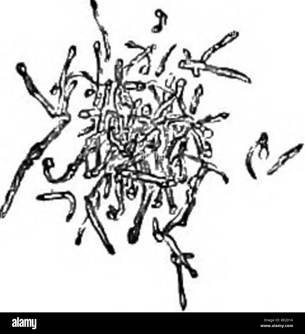 Rigler Cut Out Stock Images & Pictures - Alamy