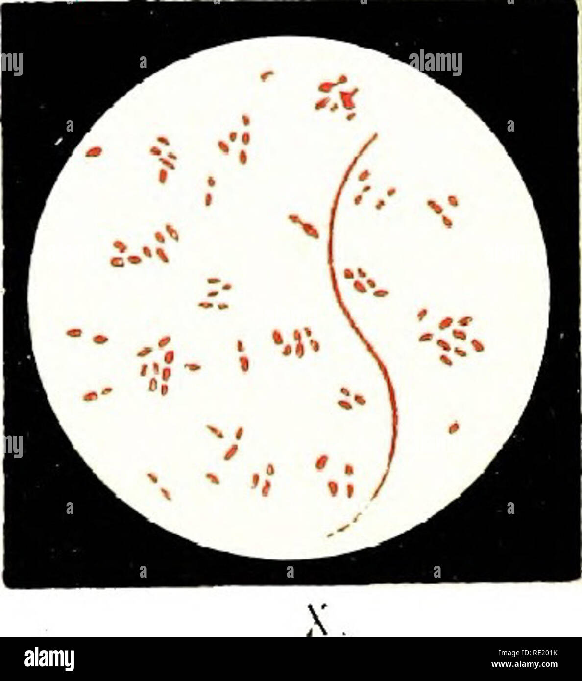 Otto rudolf hi hi-res stock photography and images - Alamy